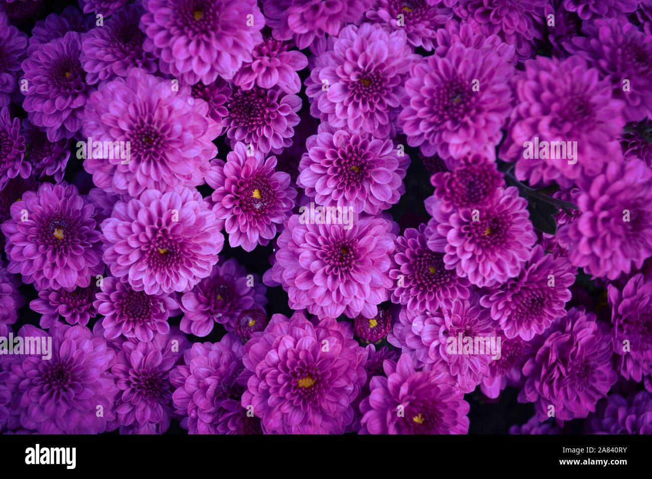 Alamy flower photo hi-res stock photography and images - Alamy