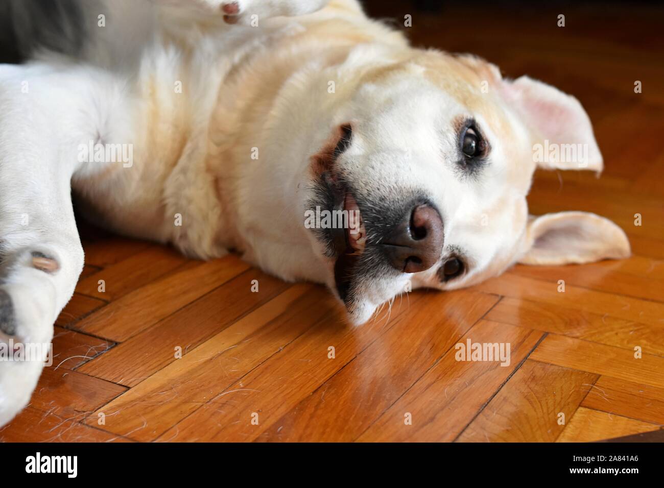 Portrait of yellow Labrador dog laying, resting and posing for photo ...