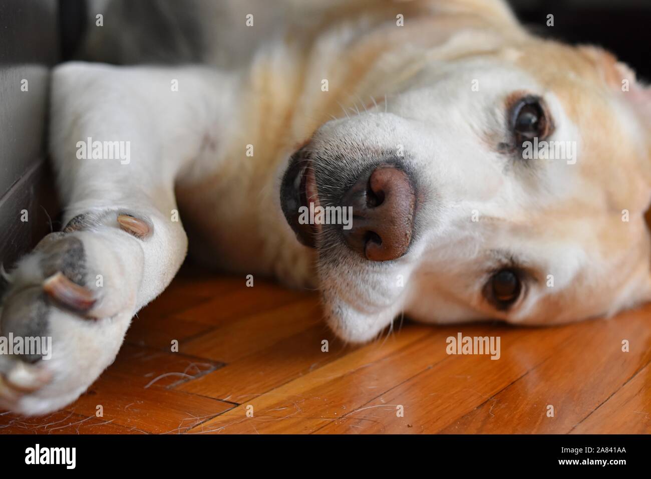 Portrait of yellow Labrador dog laying, resting and posing for photo ...