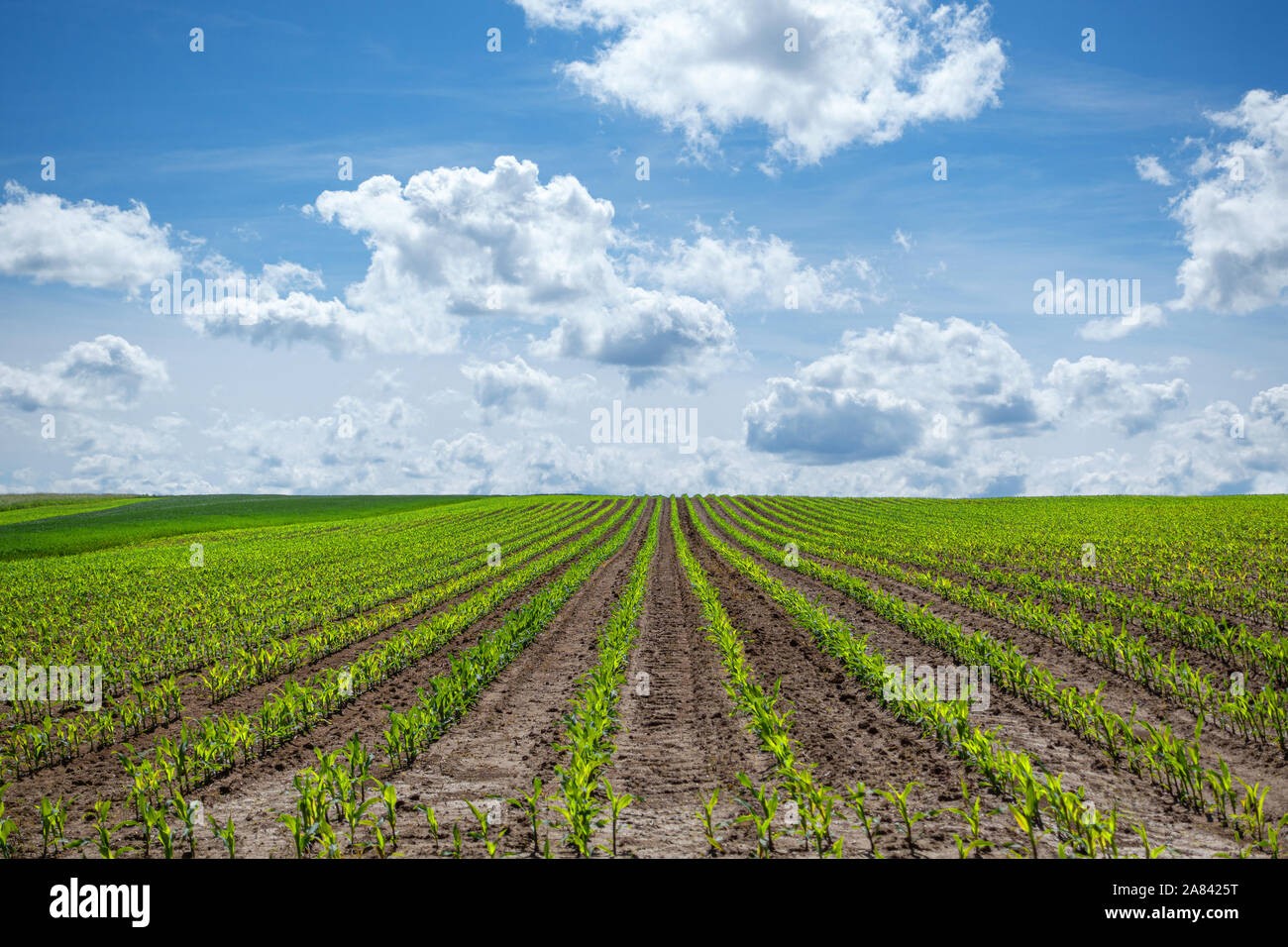 Corn field landscape hi-res stock photography and images - Alamy