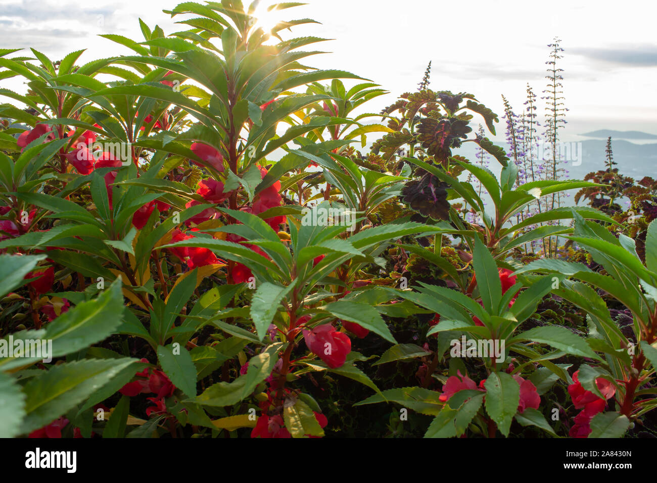 Plants and flowers on a hilltop garden in Kota Kinabalu, Sabah ...