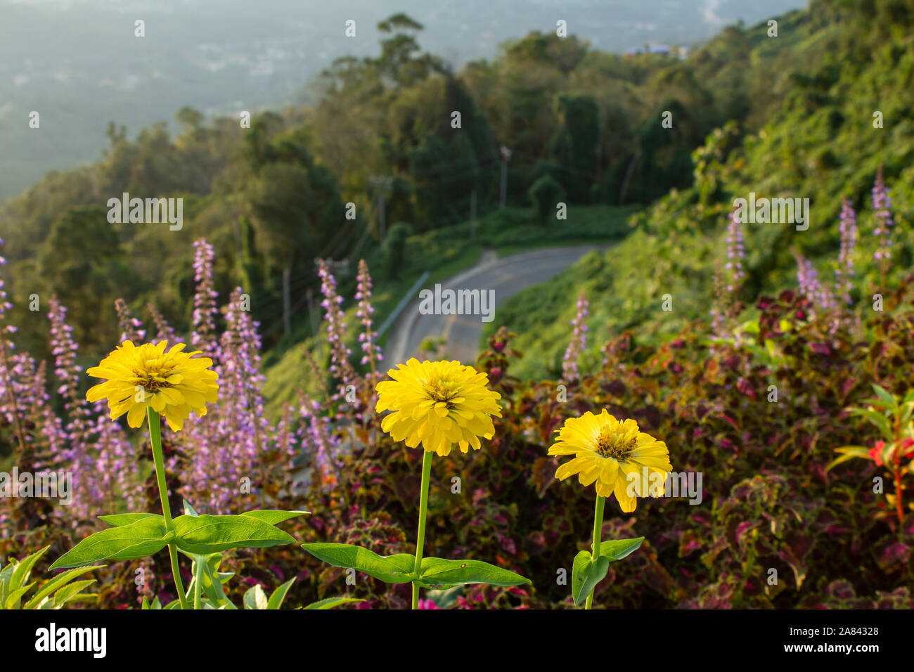 Yellow daisy flowers with background of winding mountain road in Kota ...