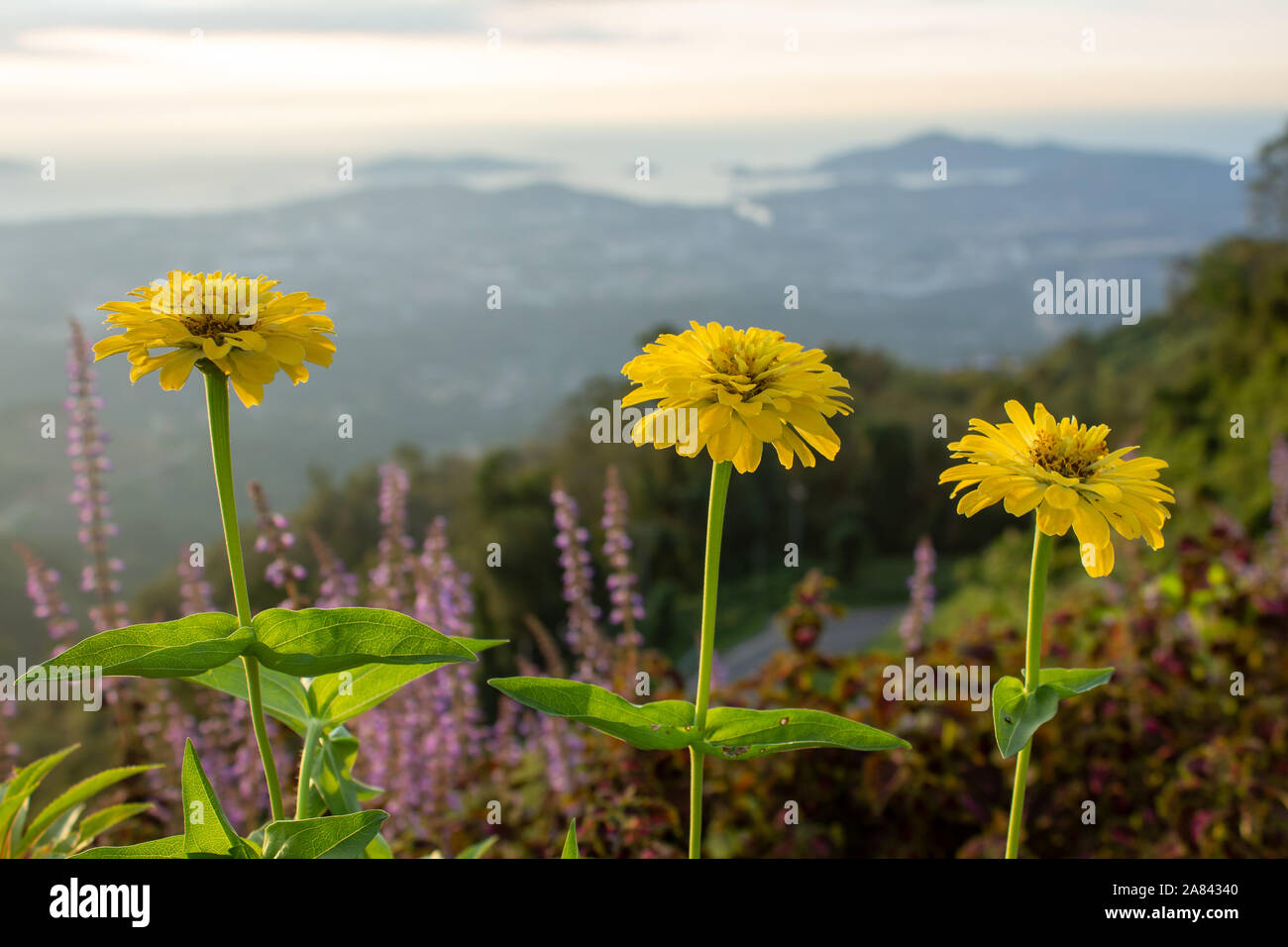 Beautiful daisy flowers with scenic landscape, Kota Kinabalu, Sabah ...