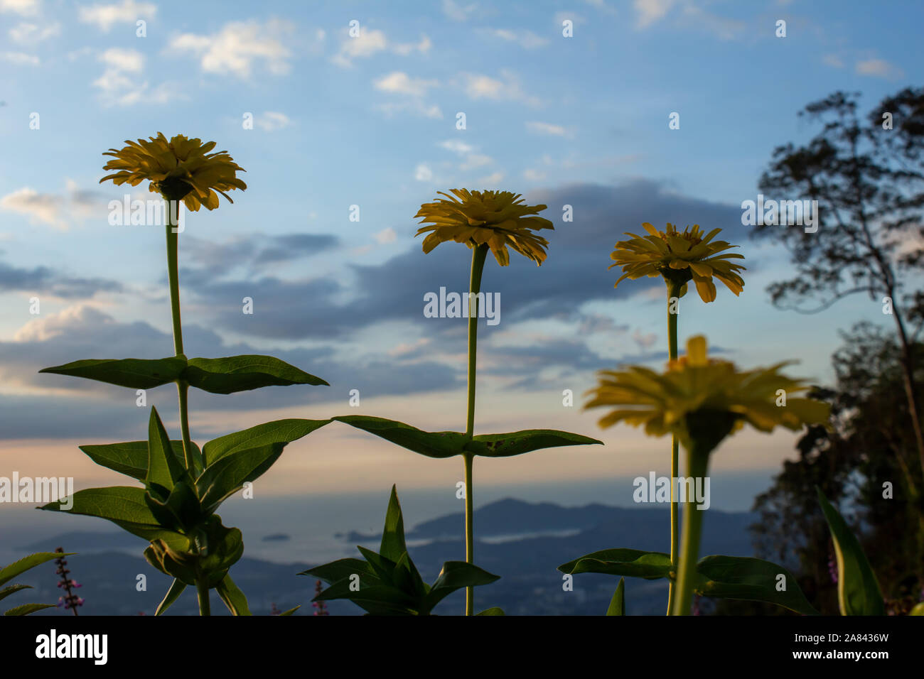 Yellow flowers in full bloom with natural sky background, Kota Kinabalu ...