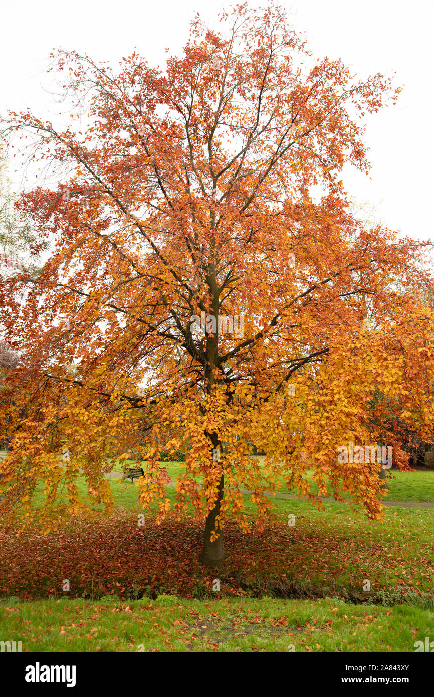 Small beech tree with yellow leaf autumn colour seen in a park in Mill ...