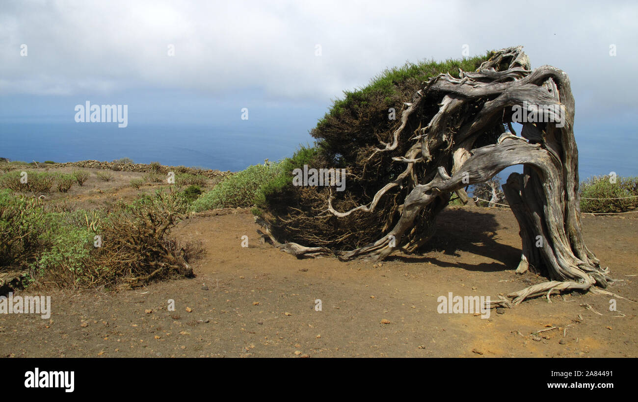 Sabina tree (Juniperus turbinata canariensis) twisted by the wind. La ...