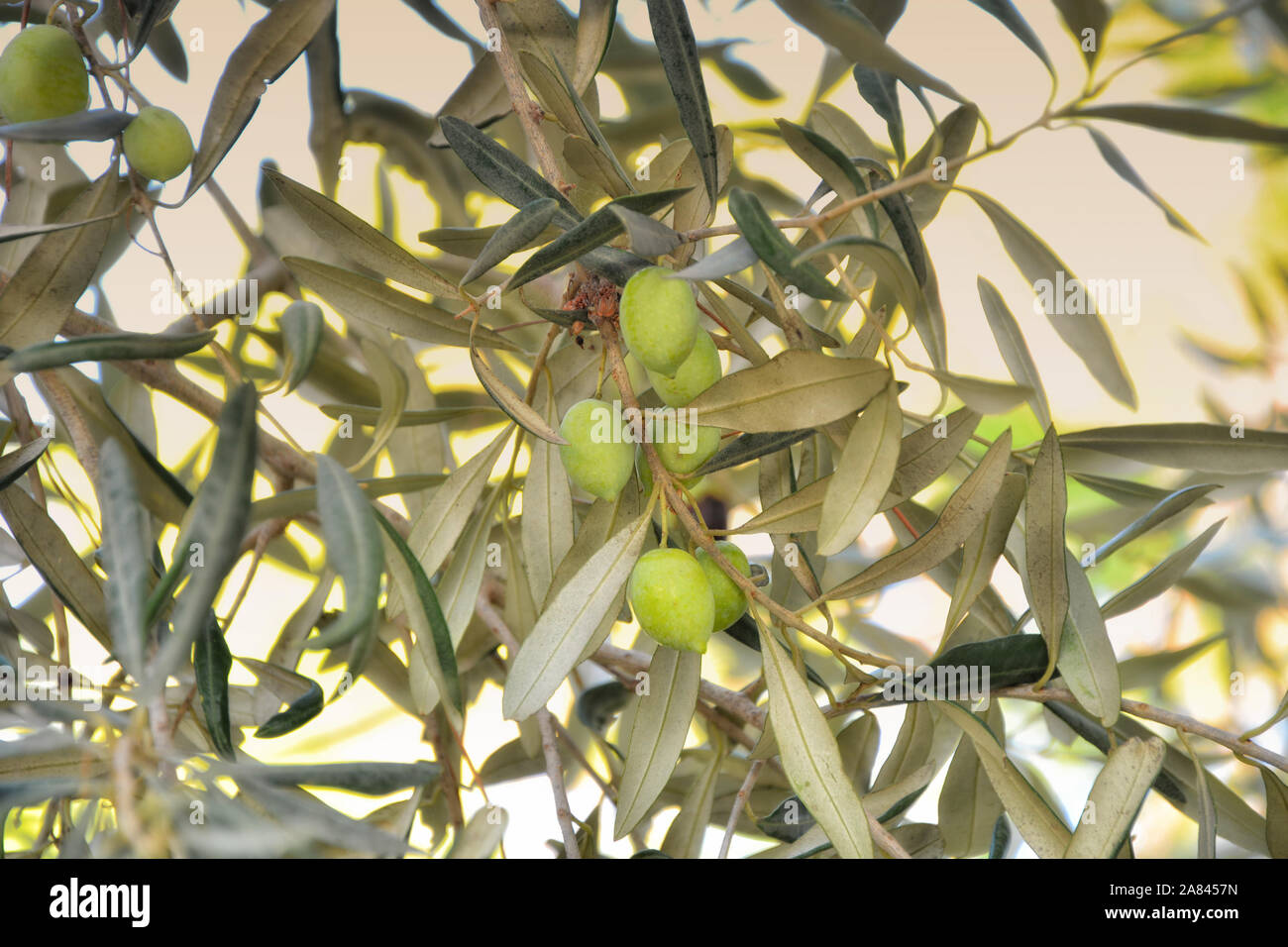 Green olives tree Stock Photo - Alamy