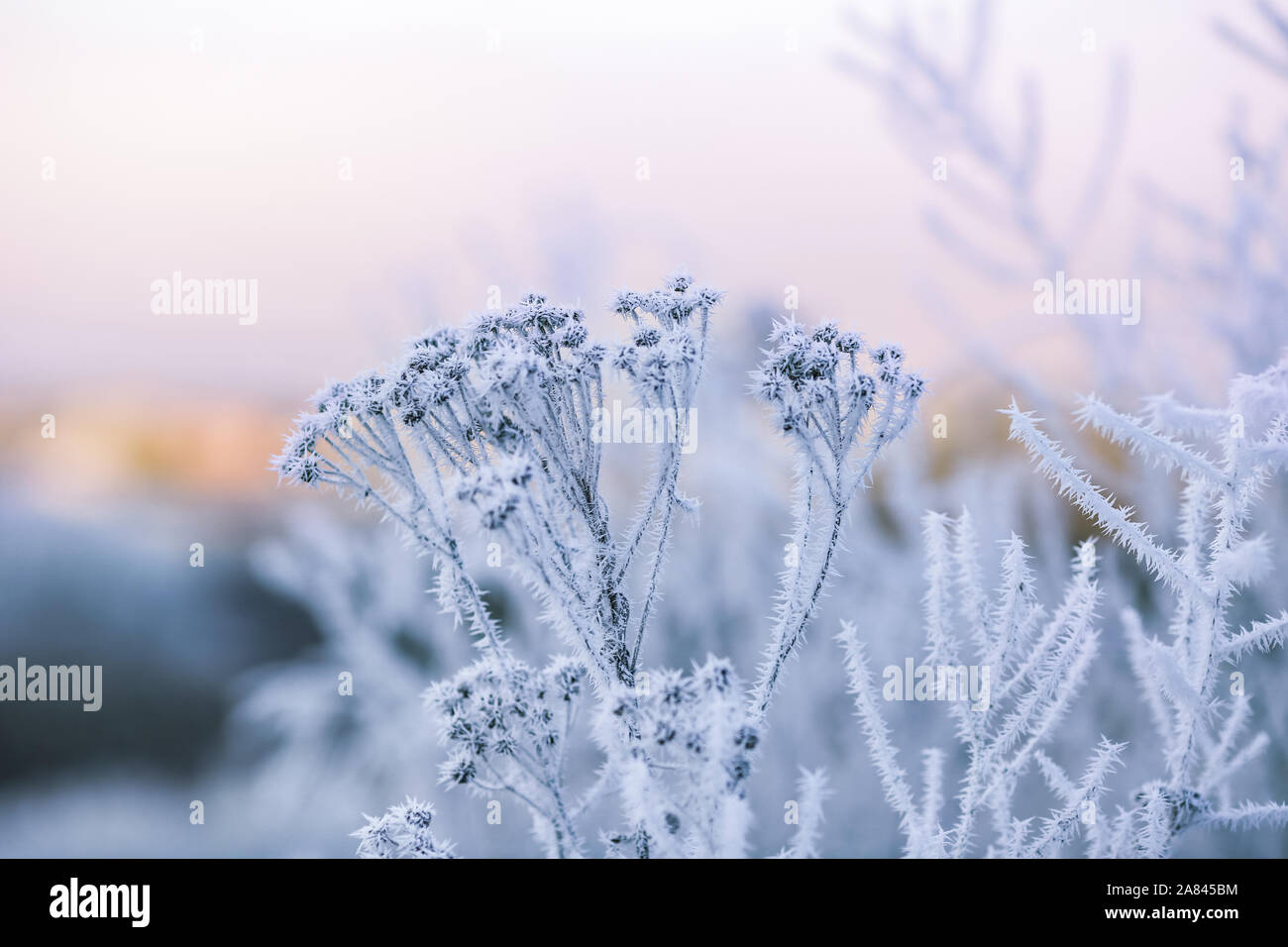 Frozen flower with cold autumn sunset as a background Stock Photo - Alamy