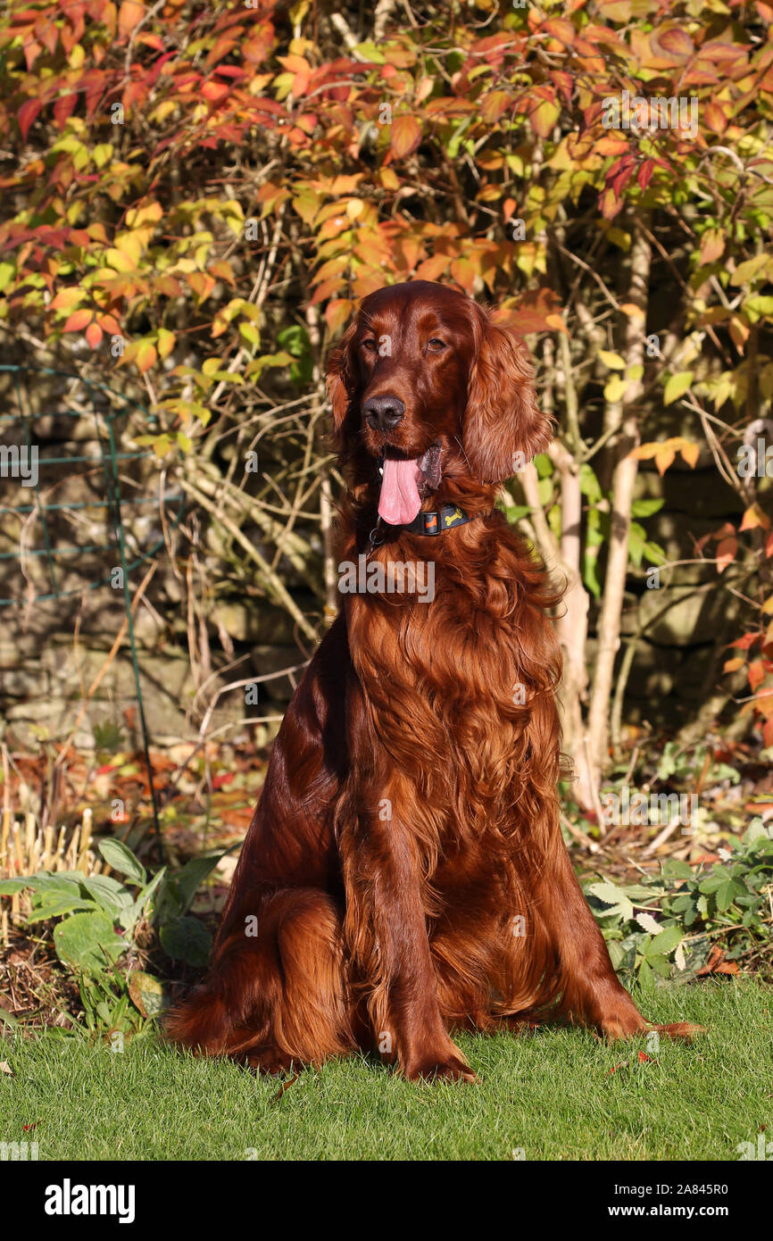 Red setter long ears hi-res stock photography and images - Alamy