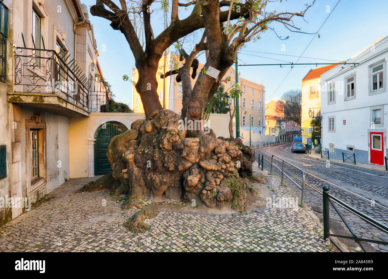 Old Big Tree near Miradouro de Santa Luzia in Lisbon Stock Photo - Alamy