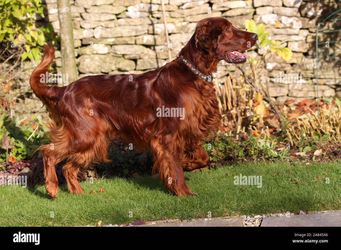 Red setter long ears hi-res stock photography and images - Alamy