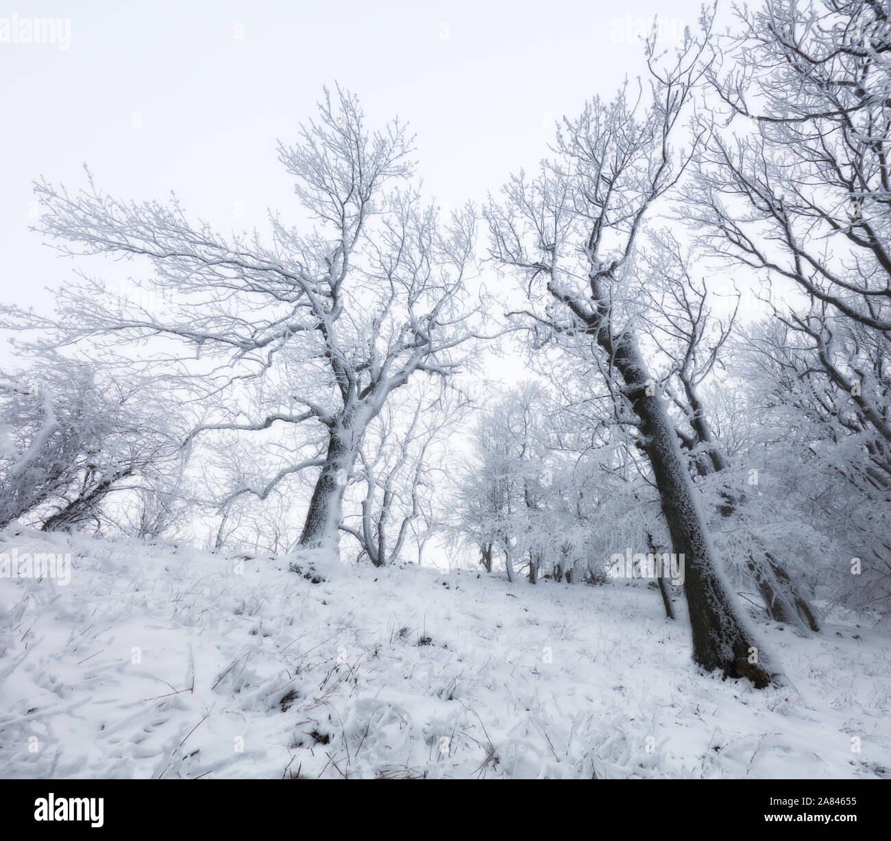 Frozen landscape - Winter mist forest Stock Photo - Alamy
