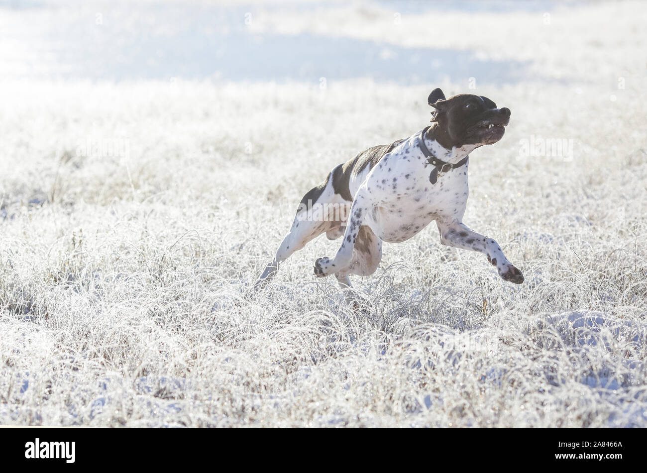 Dog english pointer running on the frozen swamp Stock Photo - Alamy