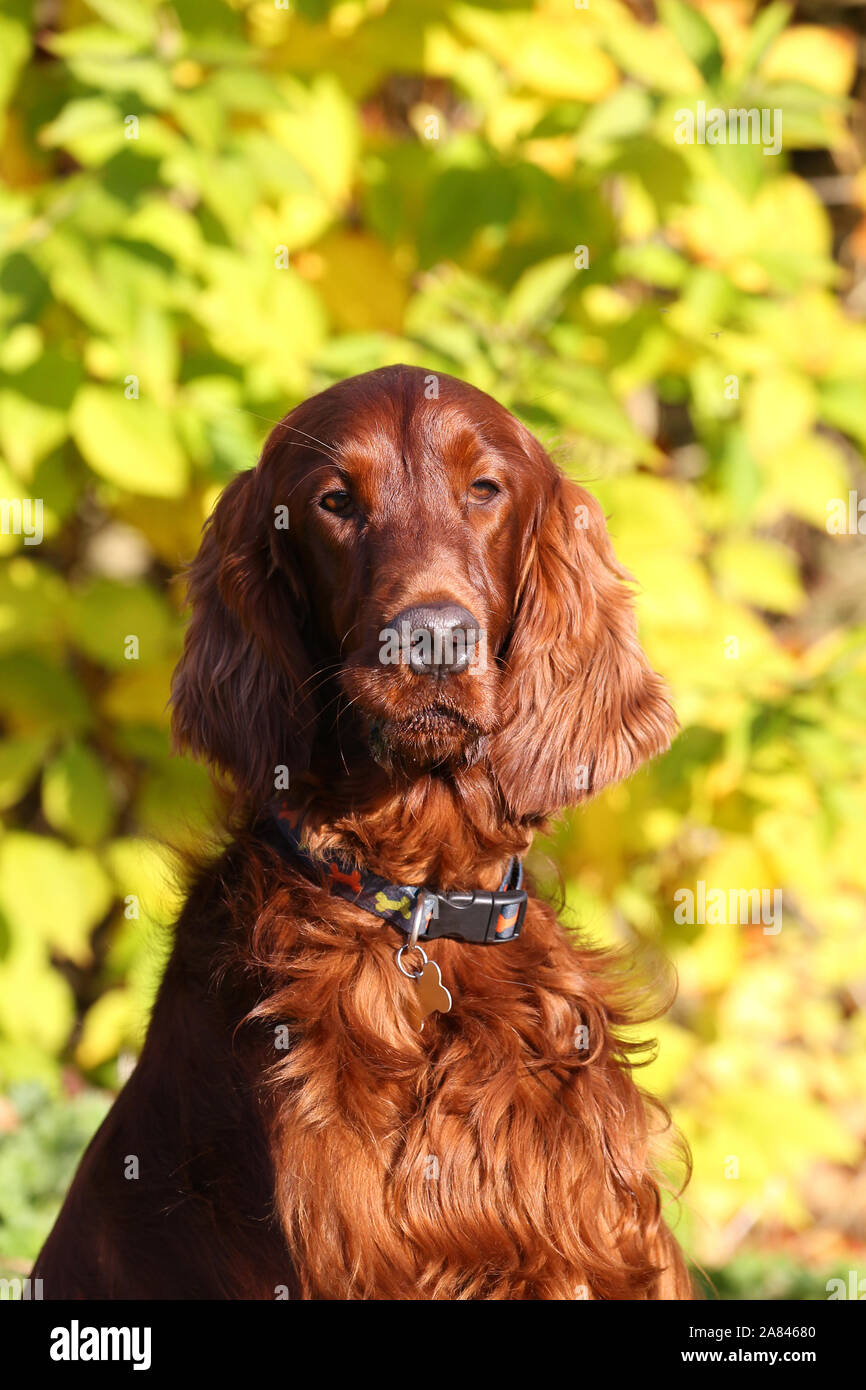 Red setter long ears hi-res stock photography and images - Alamy