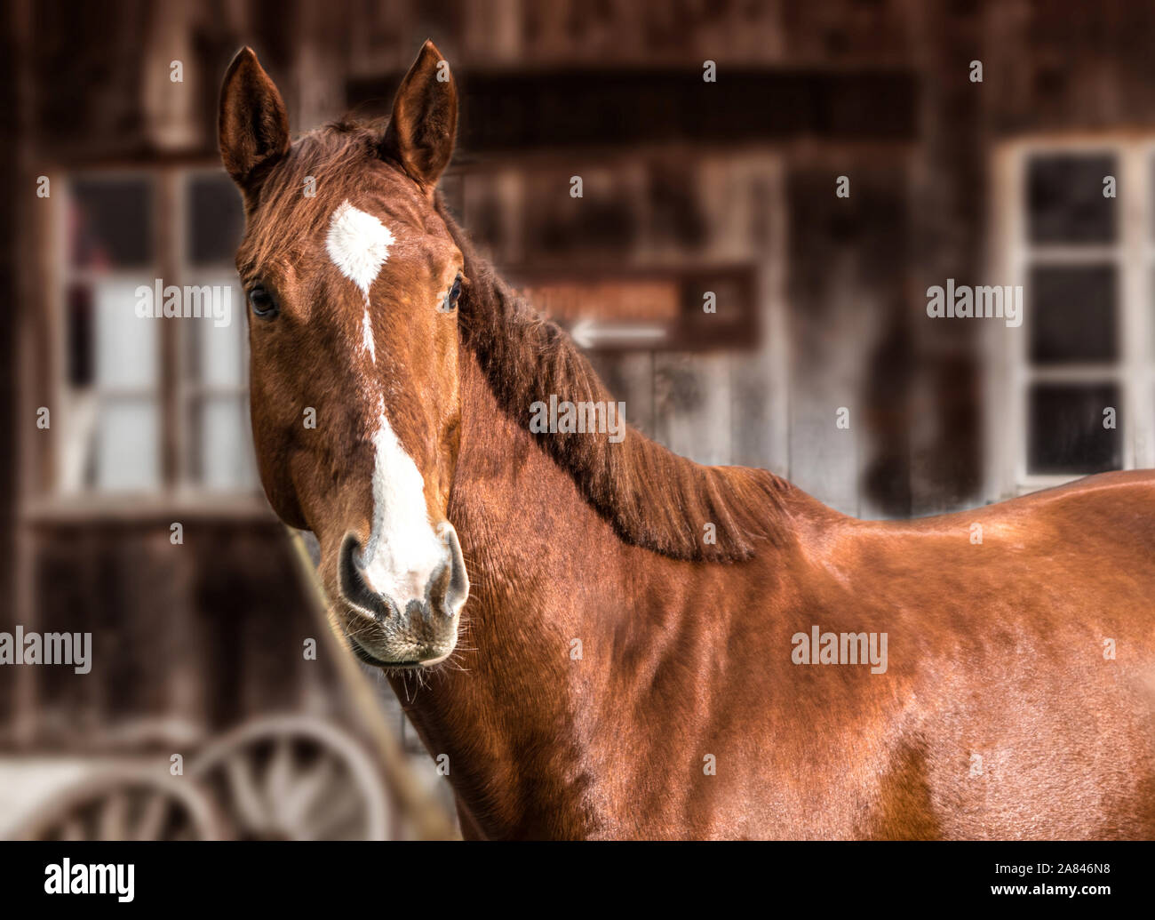 Horse face front profile hi-res stock photography and images - Alamy