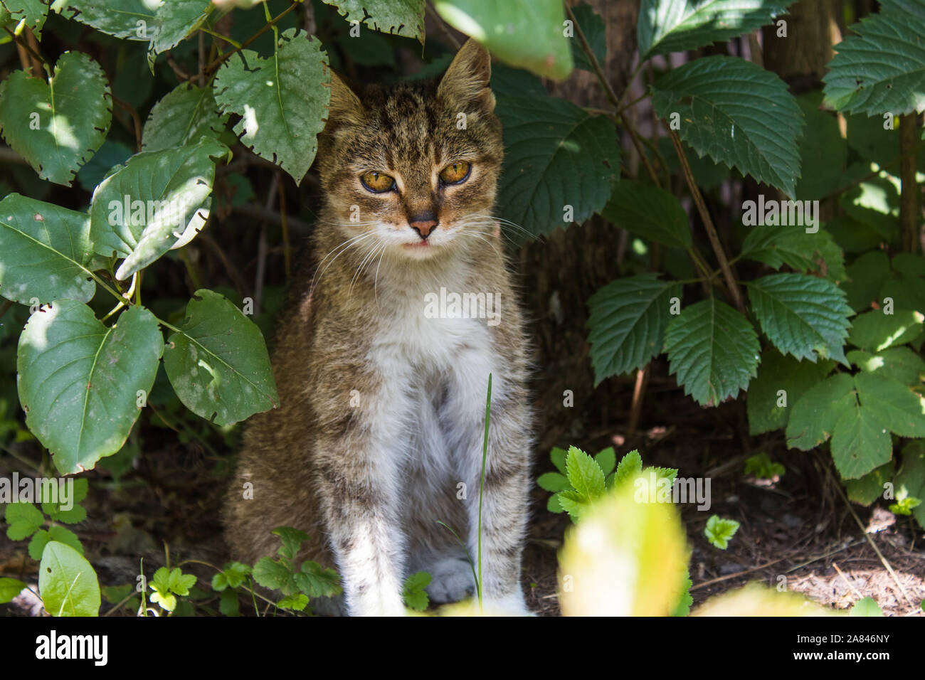 Cat hiding behind tree hi-res stock photography and images - Alamy