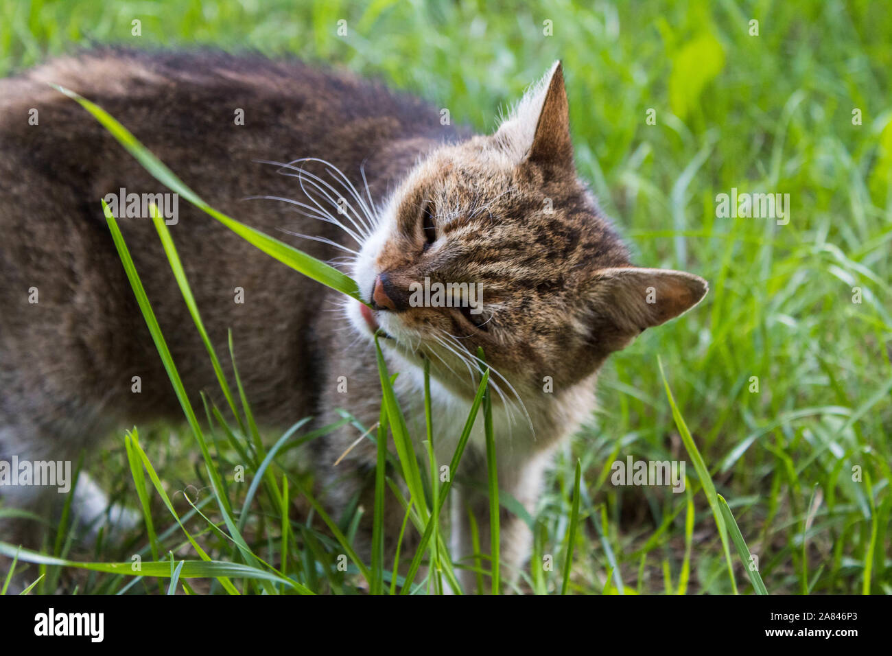 Feral tabby cat eating grass Stock Photo - Alamy