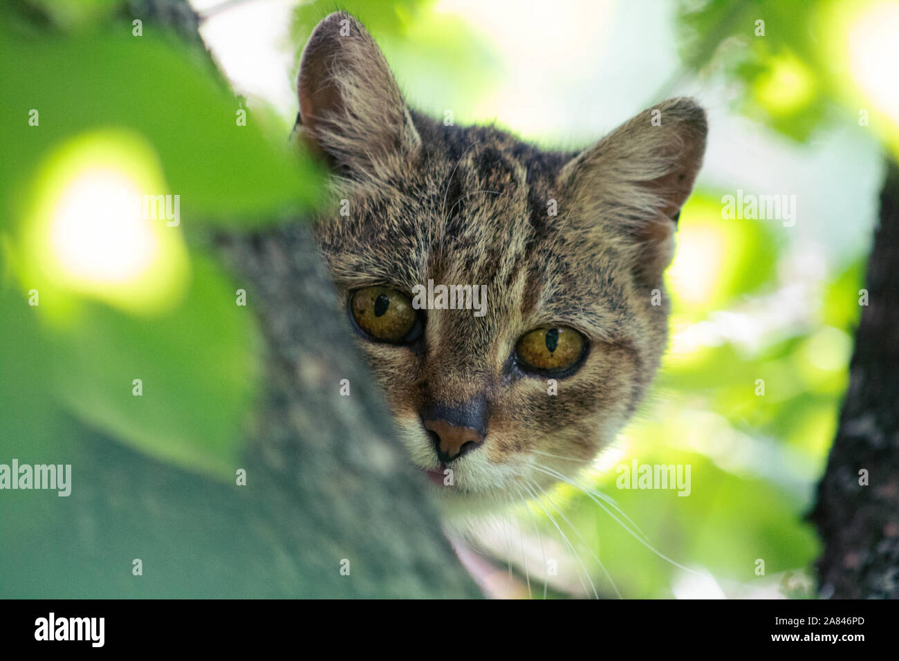 Feral tabby cat looking at the camera from a tree Stock Photo - Alamy