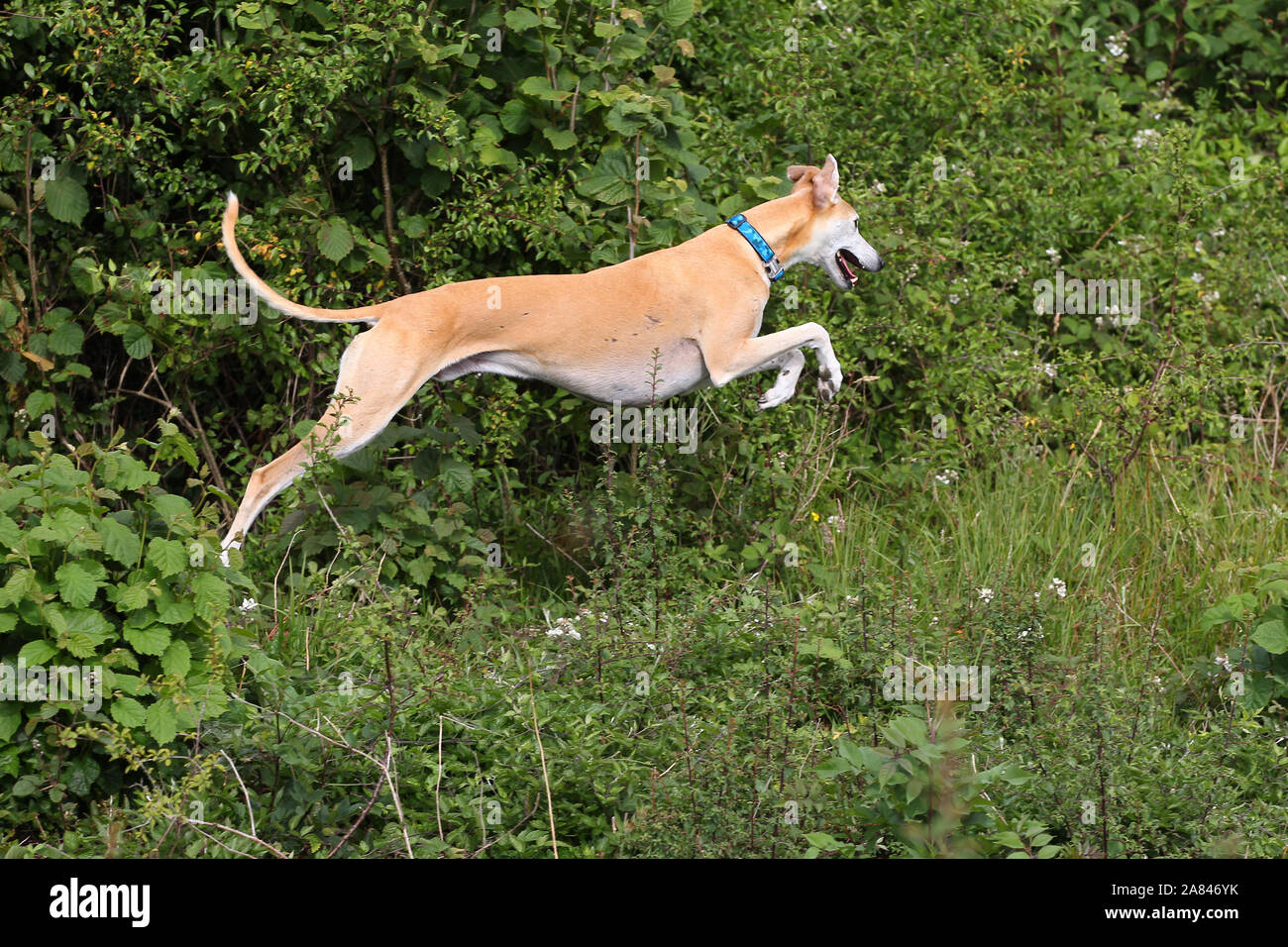 Leaping Greyhound High Resolution Stock Photography and Images - Alamy