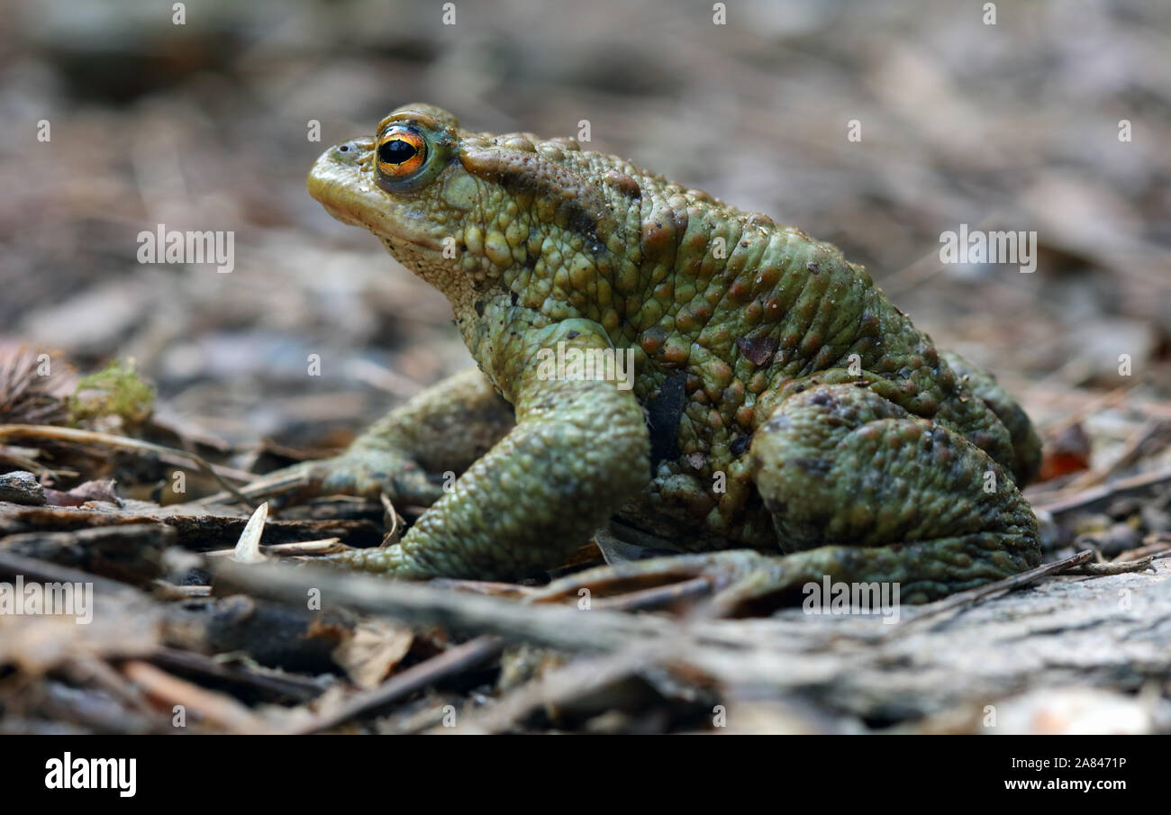 Toad (Bufo Bufo) is a frog native to sandy and heathland areas of ...
