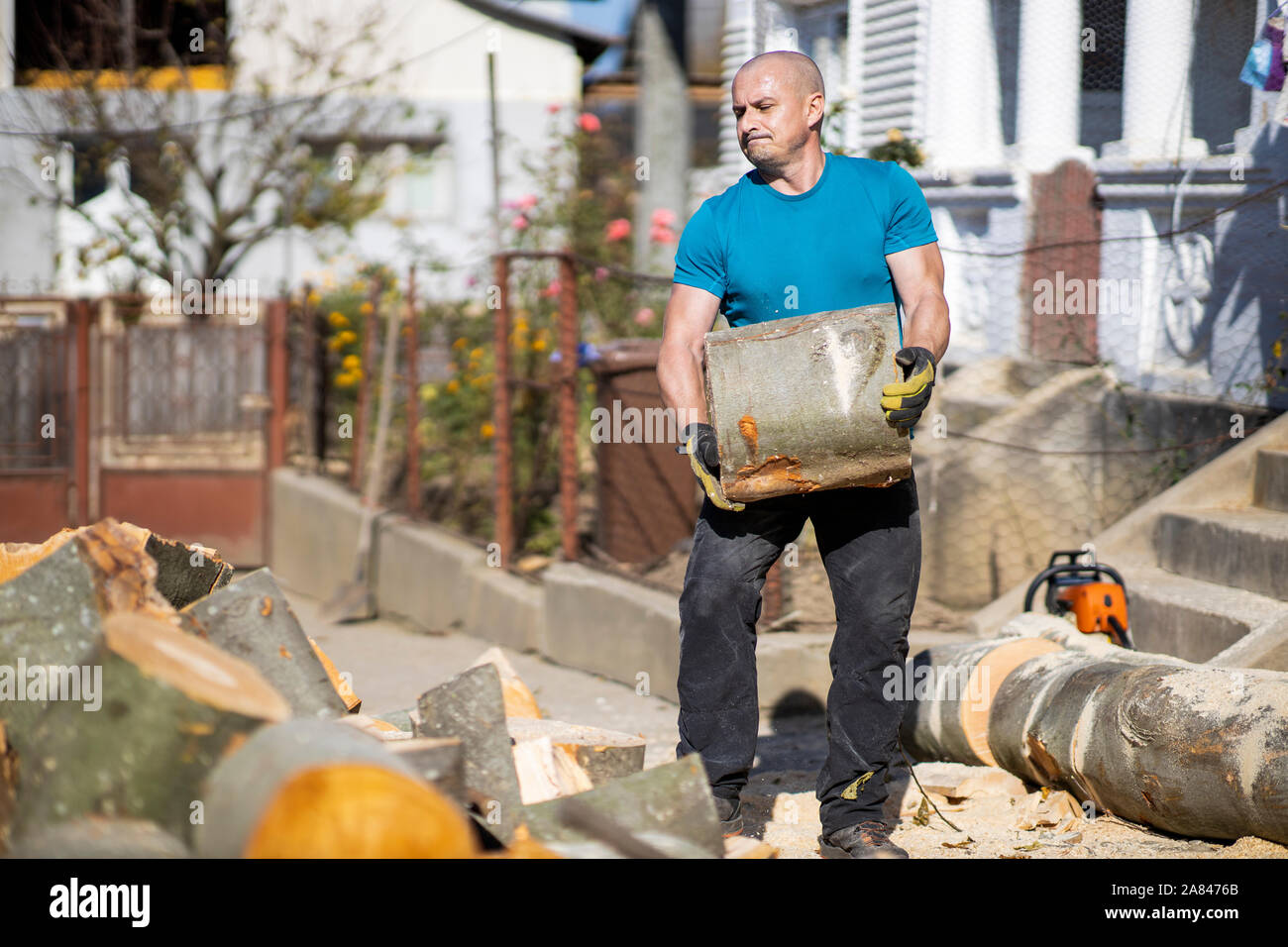 Strong lumberjack carrying a big beech log to split Stock Photo - Alamy