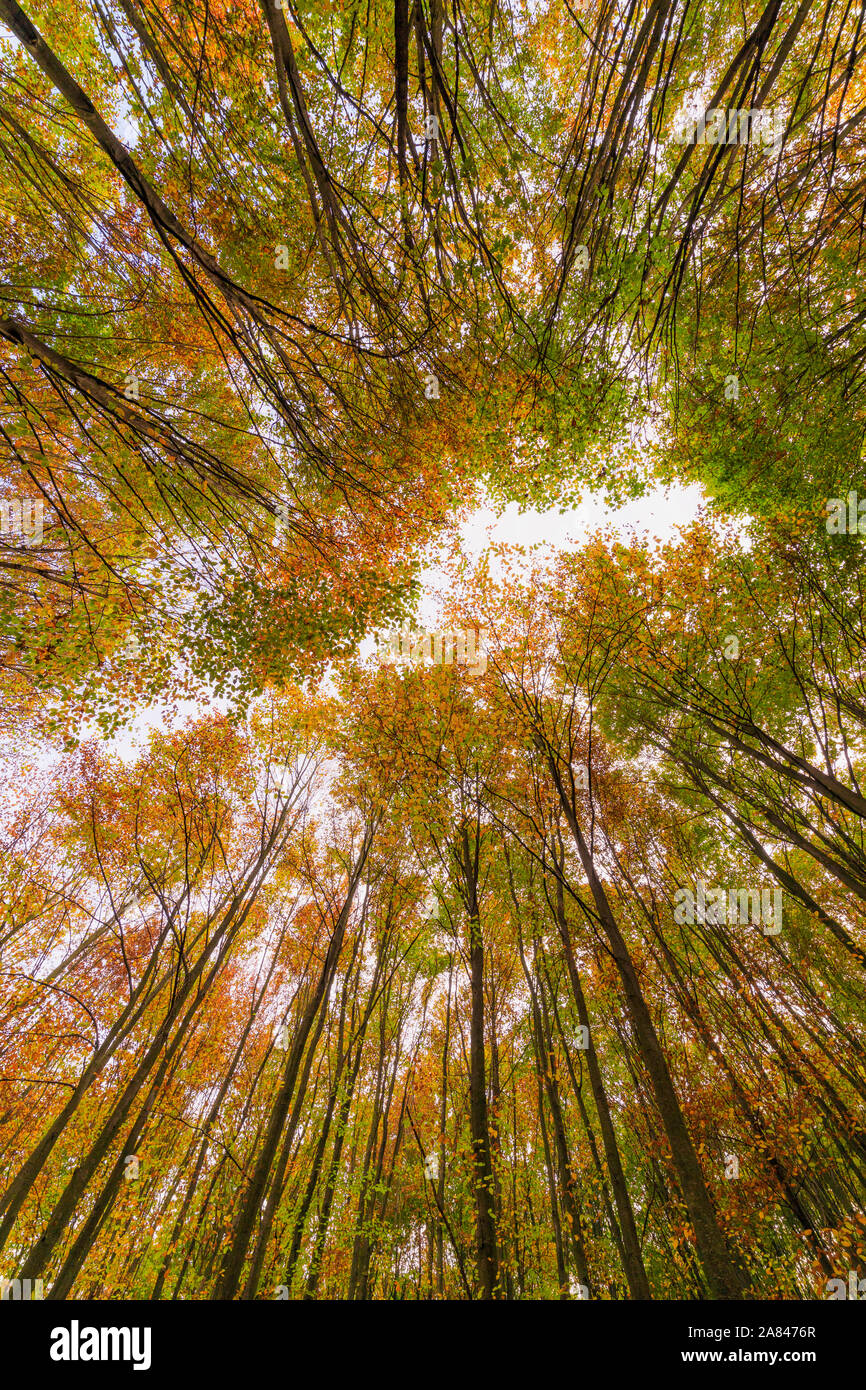 Looking up in a beech tree forest in autumn. Low angle shot Stock Photo ...