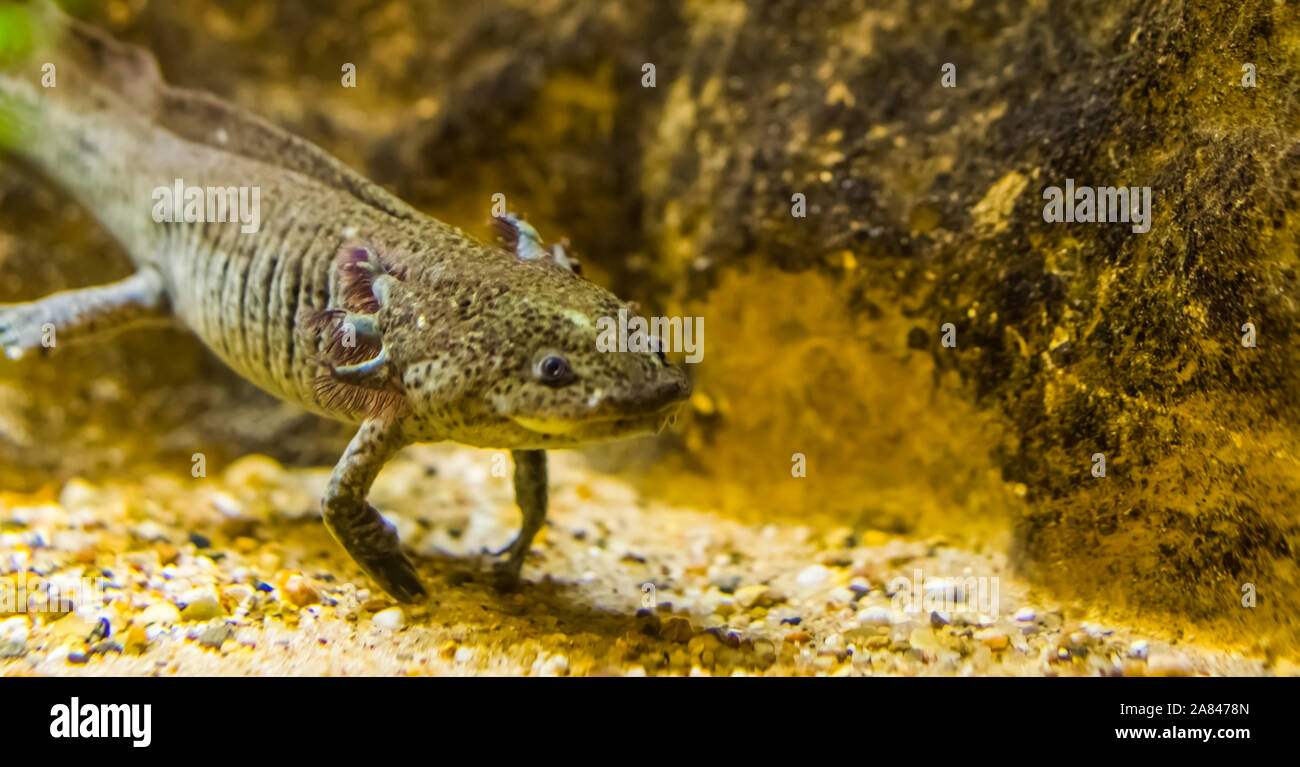 closeup of a grey axolotl, mexican walking fish, tropical underwater ...