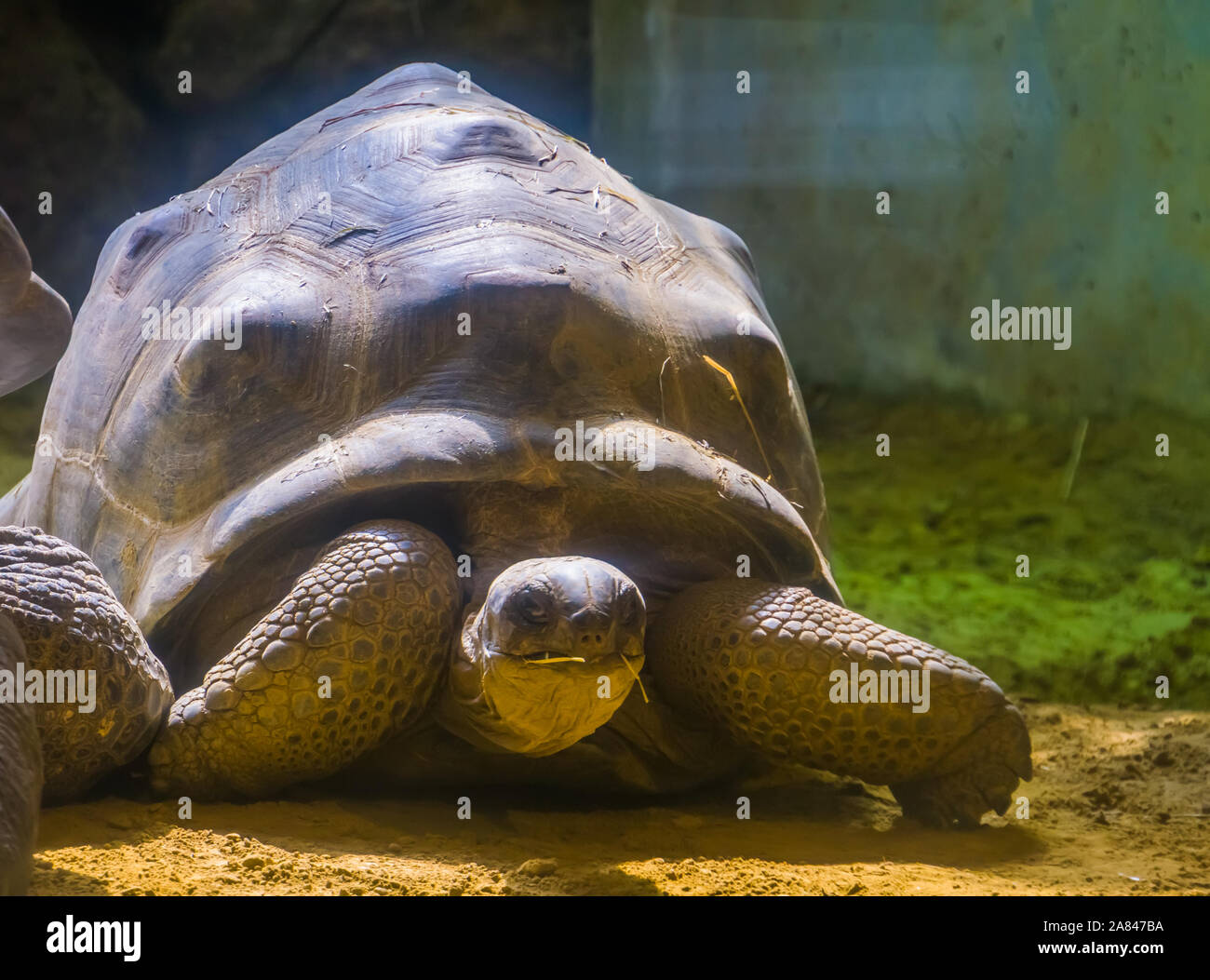 Aldabra giant tortoise portrait, worlds largest turtle specie from ...