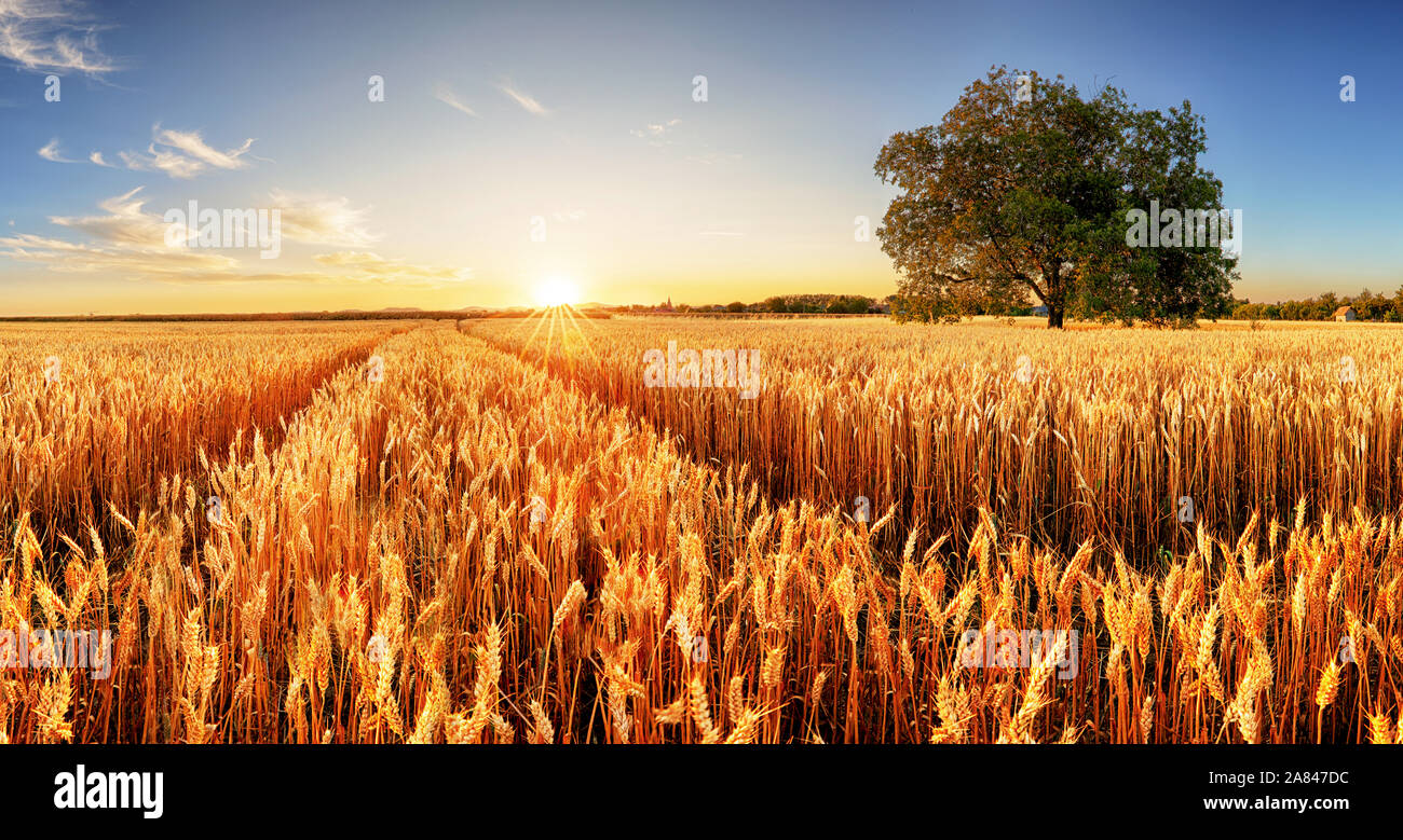 Wheat field at sunset with tree and way Stock Photo - Alamy
