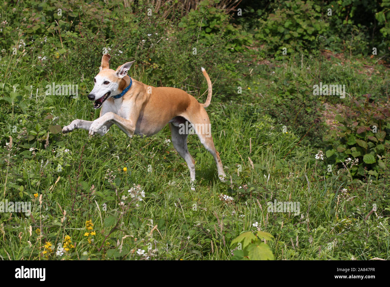 Leaping Greyhound High Resolution Stock Photography and Images - Alamy