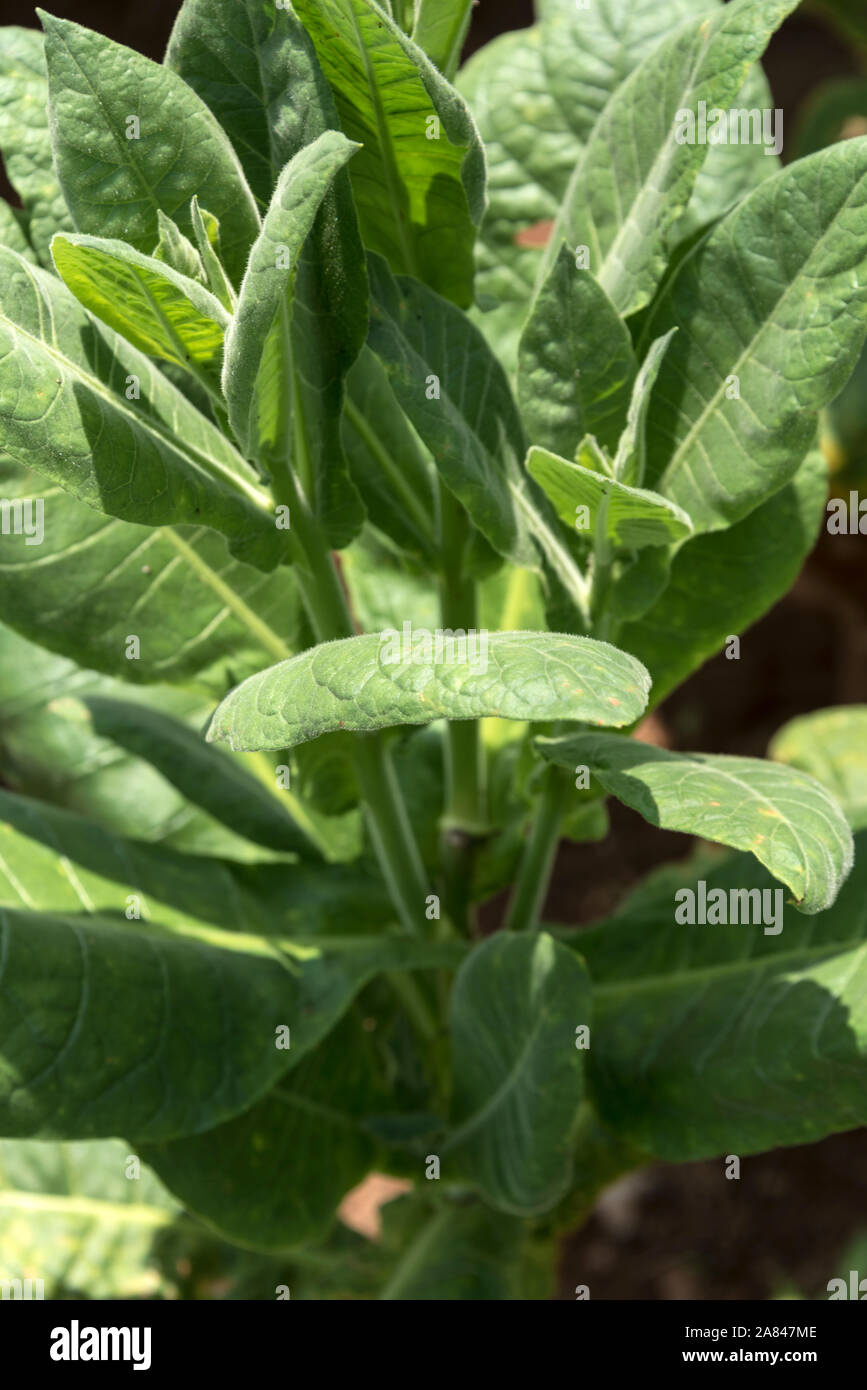 Weed cuba hi-res stock photography and images - Alamy