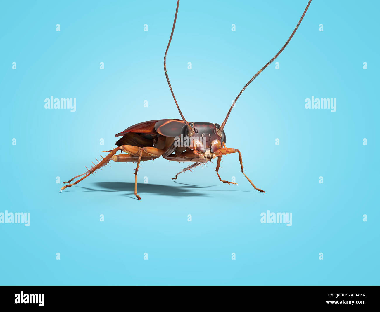 Cockroach crawling on the floor 3d render on blue background with ...