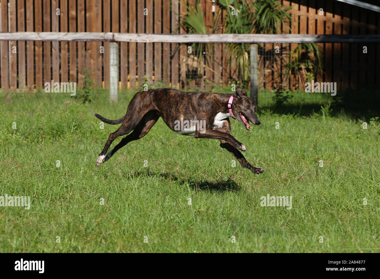 Leaping Greyhound High Resolution Stock Photography and Images - Alamy