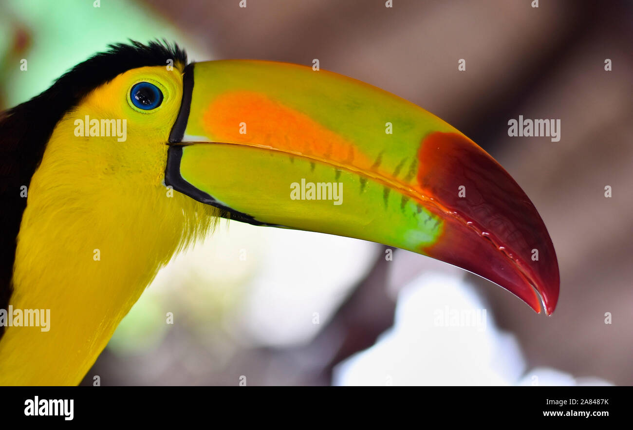 Close-up portrait of a toucan #2 Stock Photo - Alamy