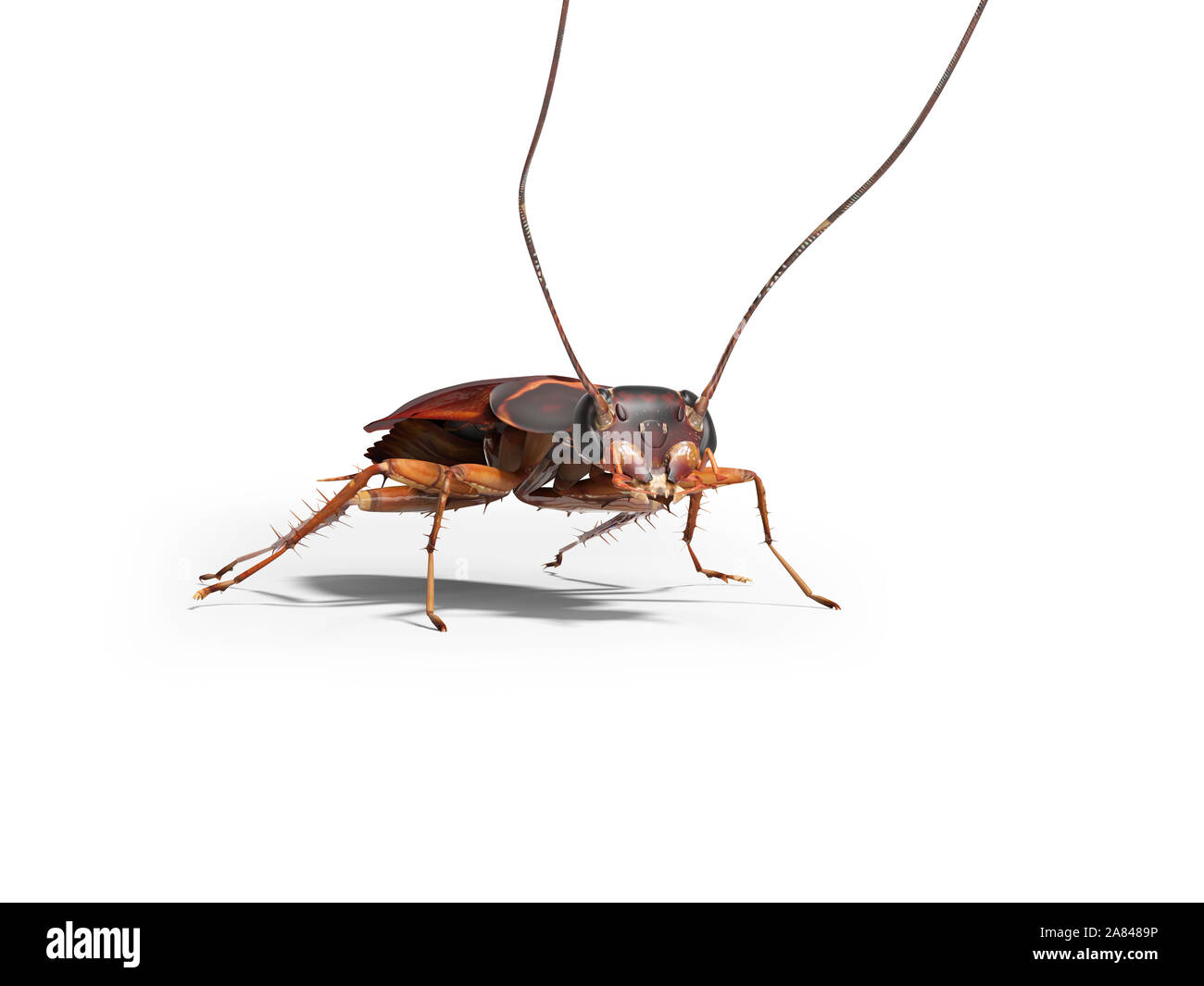 Cockroach crawling on the floor 3d render on white background with ...