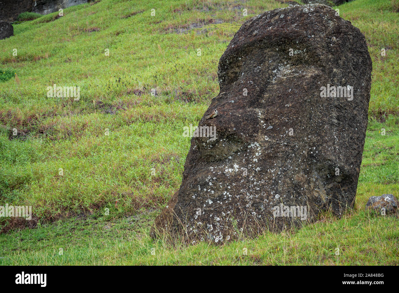 Moai on the ground and sparrow on the nose Stock Photo - Alamy