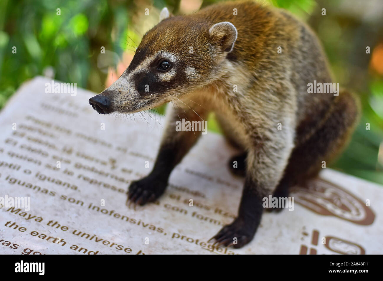 Coati sitting hi-res stock photography and images - Alamy
