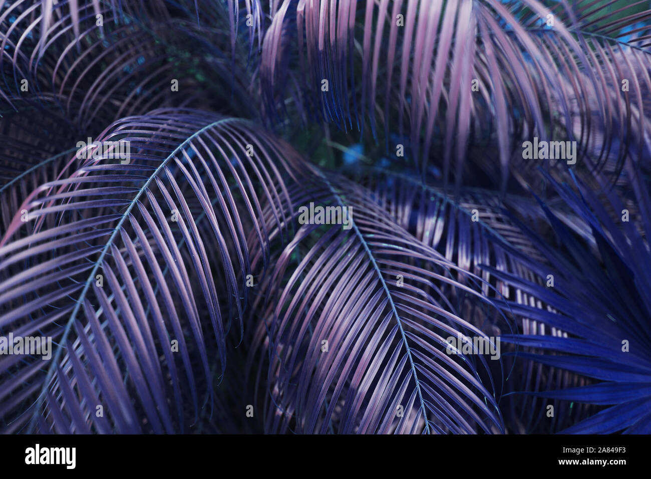 Tropical purple palm Leaves in exotic endless summer country Stock ...