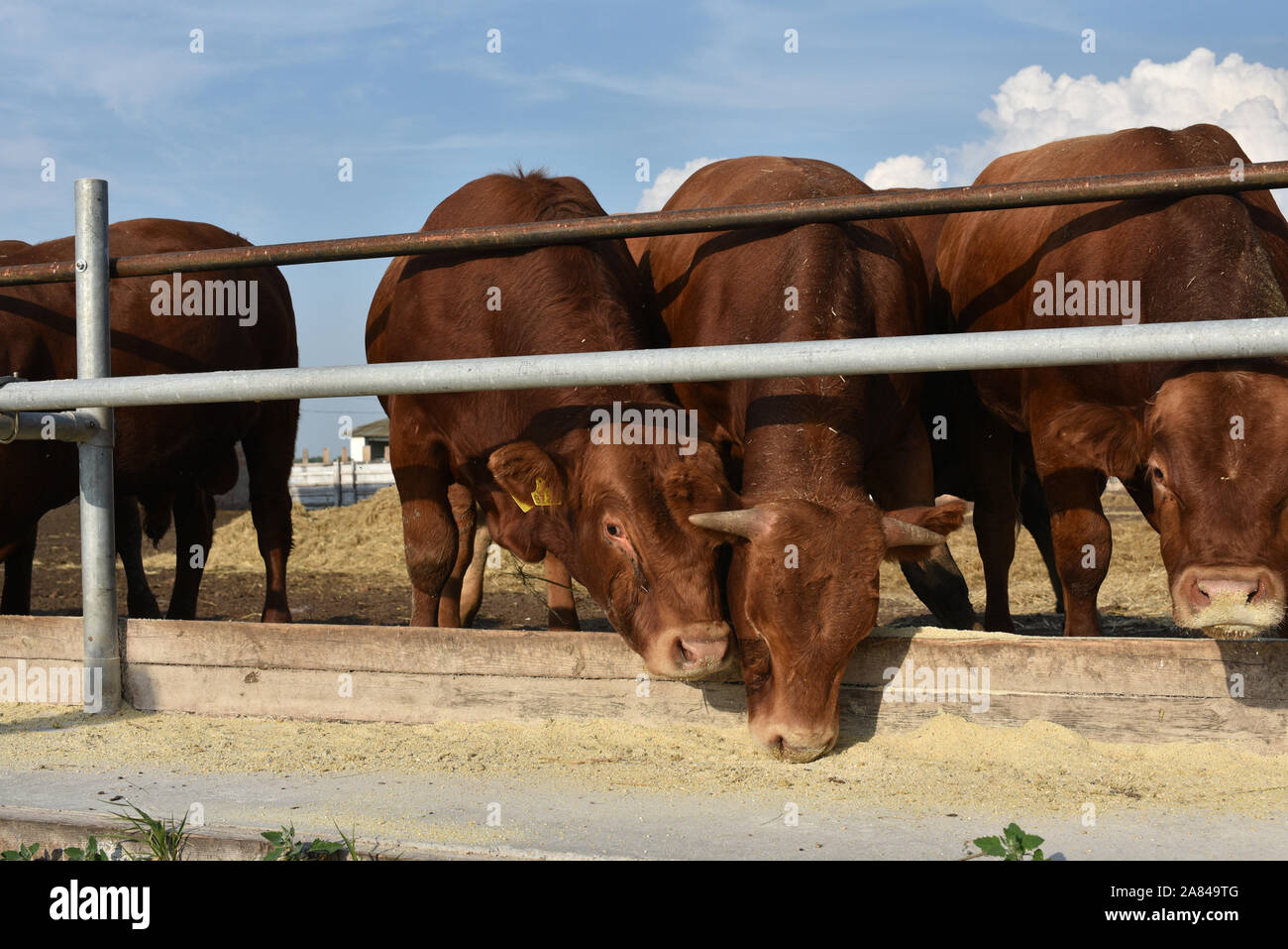 Limousine bulls on a farm. Limousine bulls spend time on the farm ...