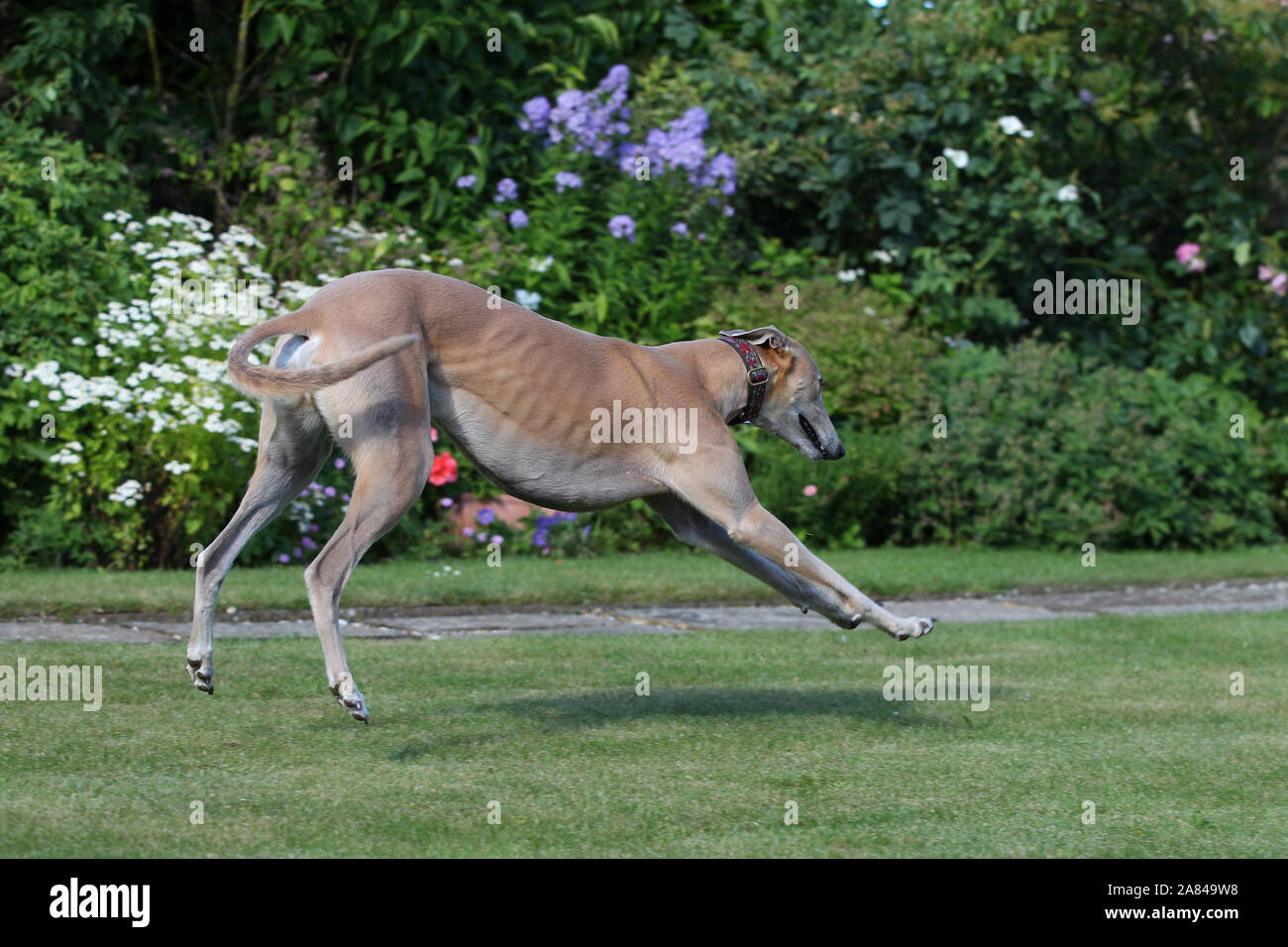 Leaping Greyhound High Resolution Stock Photography and Images - Alamy
