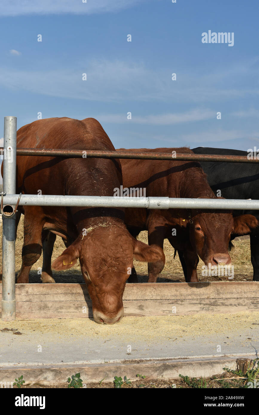 Black limousin bull hi-res stock photography and images - Alamy