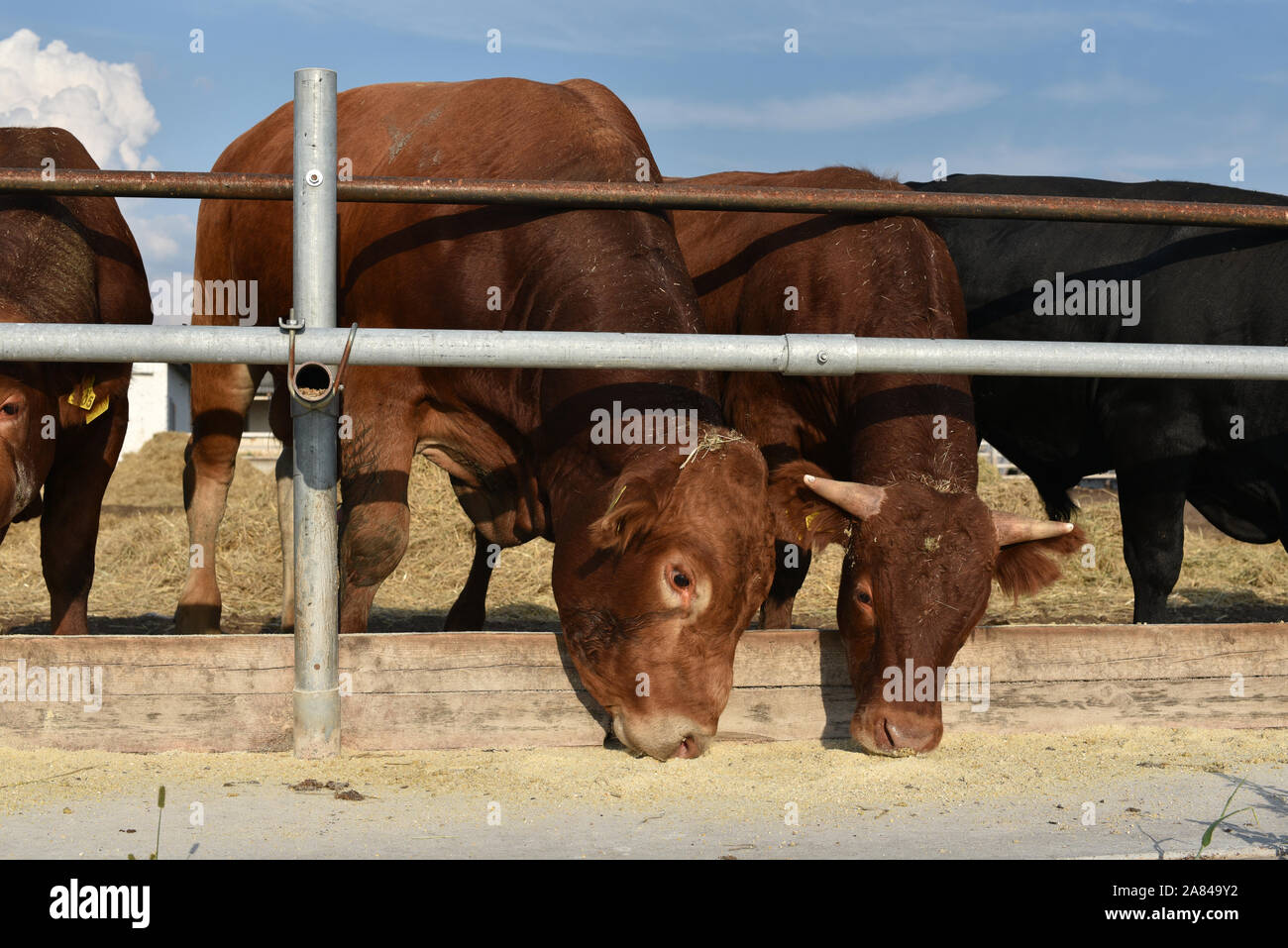 Limousine bulls on a farm. Limousine bulls spend time on the farm ...