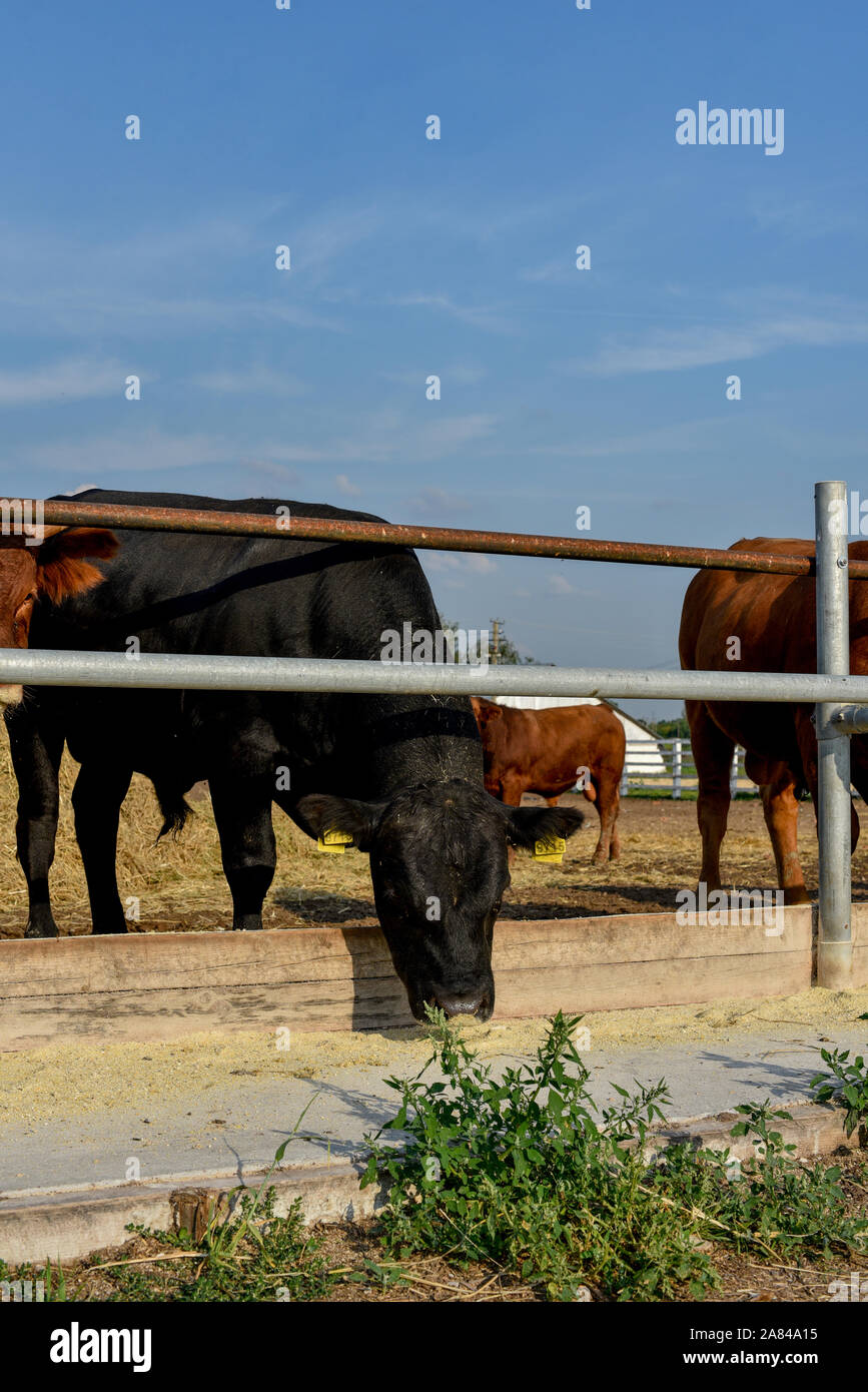 Black limousin bull hi-res stock photography and images - Alamy