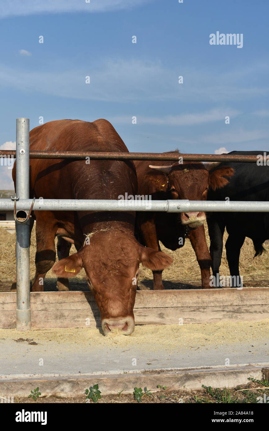 Limousine bulls on a farm. Limousine bulls spend time on the farm ...
