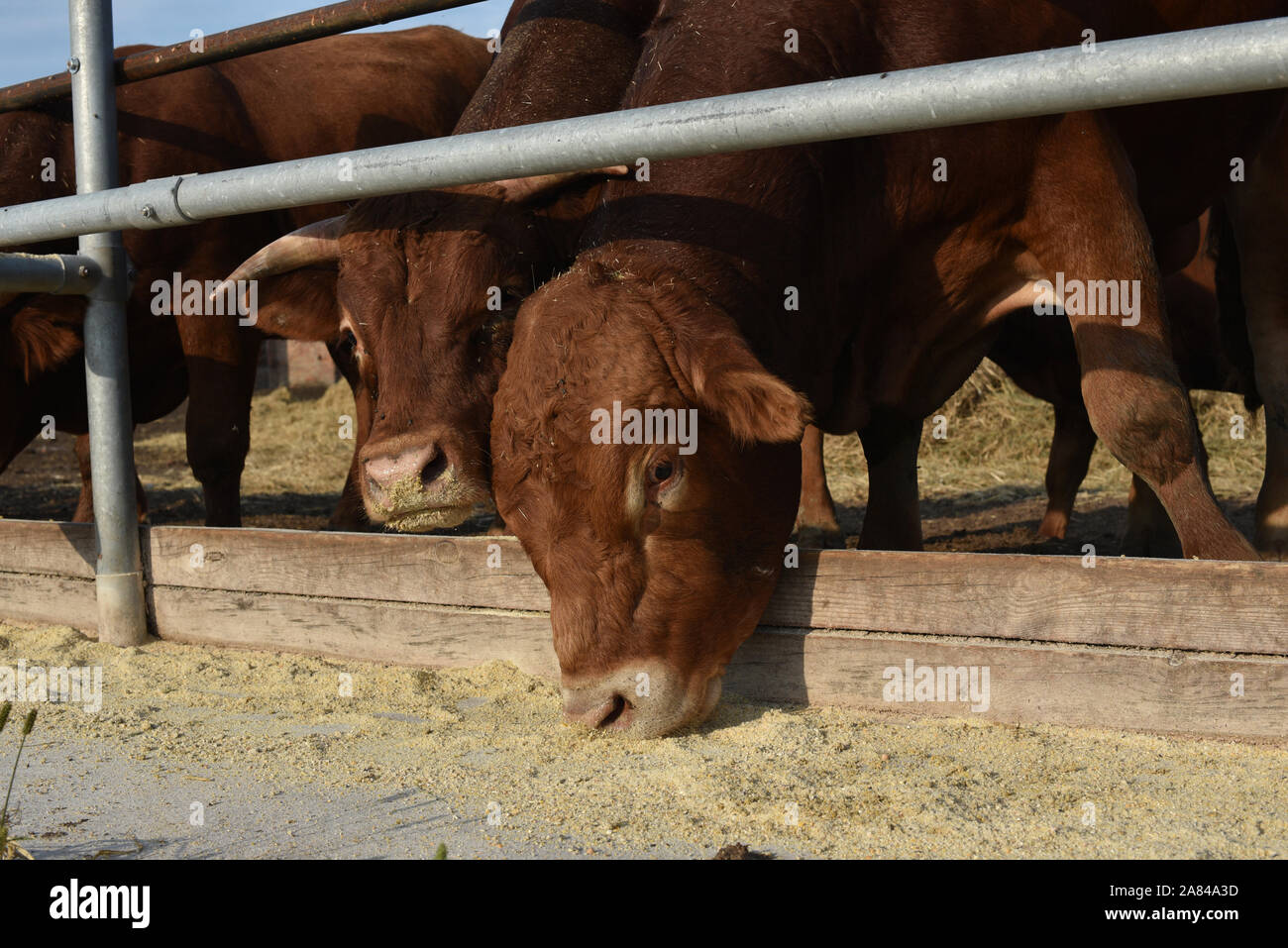 Limousine bulls on a farm. Limousine bulls spend time on the farm ...
