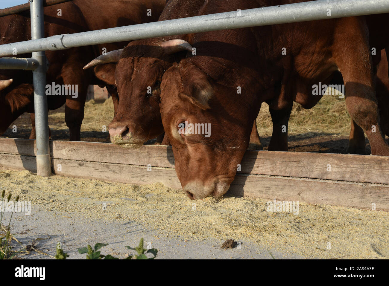 Black limousin bull hi-res stock photography and images - Alamy