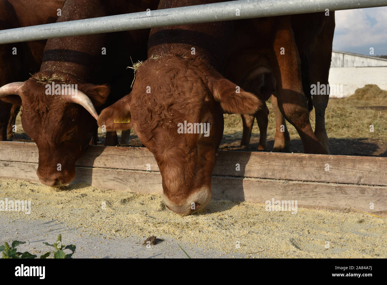 Black limousin bull hi-res stock photography and images - Alamy