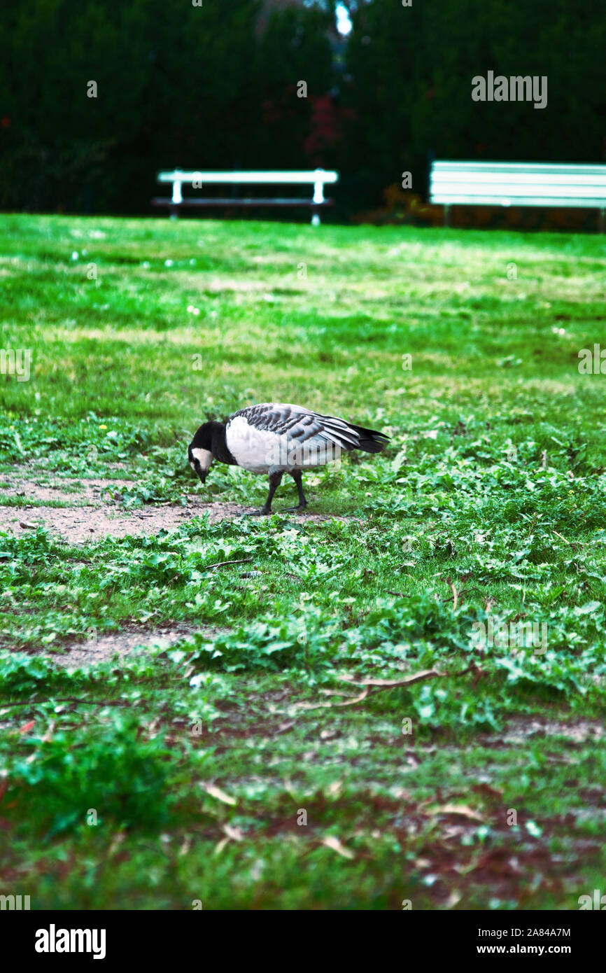 Wild geese, beautiful goose. Barnacle geese, Branta leucopsis, fed in ...