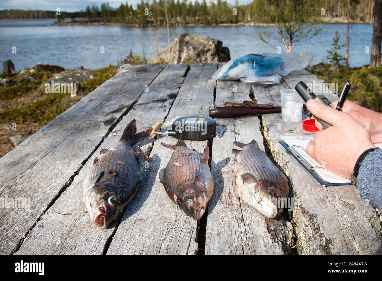 Ichthyological ichthyology hi-res stock photography and images - Alamy
