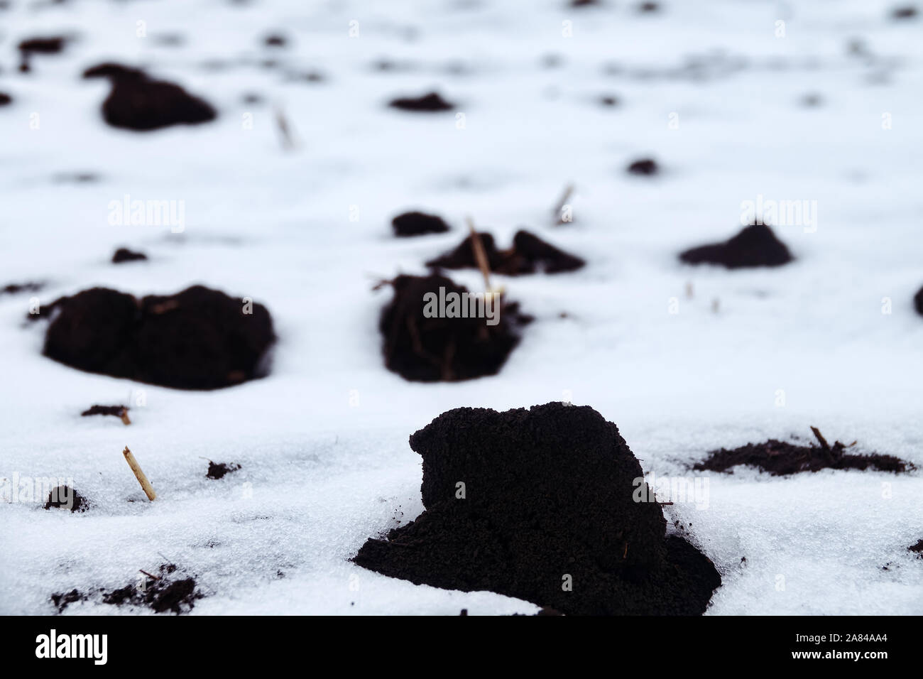 Black chernozemic soil hi-res stock photography and images - Alamy